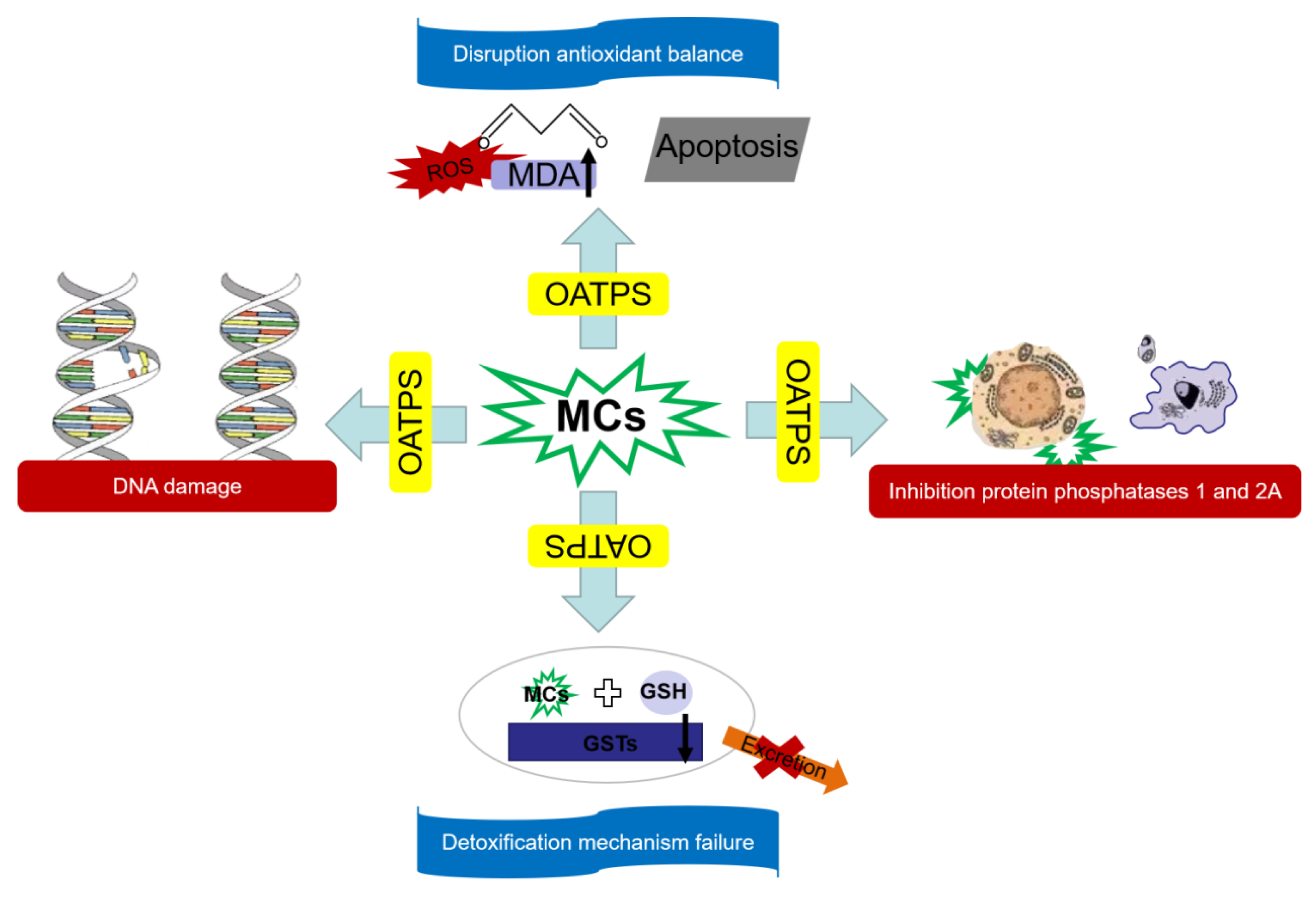 Toxins | Free Full-Text | Transmission of Microcystins in Natural Systems and Resource Processes ...