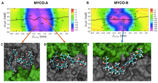 Mycolactone A vs. B: Multiscale Simulations Reveal the Roles of ...