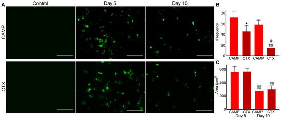 Toxins | Free Full-Text | Intramuscular Bleeding and Formation of ...