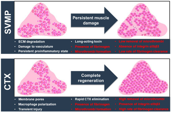 Toxins | Free Full-Text | Intramuscular Bleeding and Formation of ...
