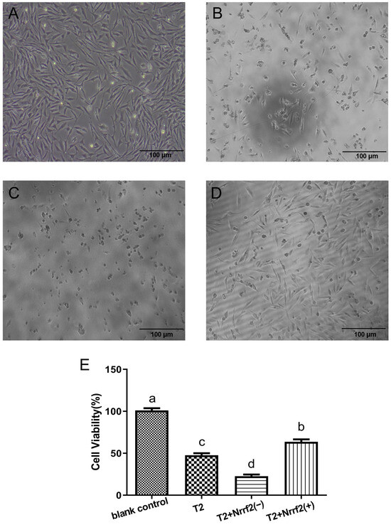 Unraveling the Nrf2-ARE Signaling Pathway in the DF-1 Chicken ...
