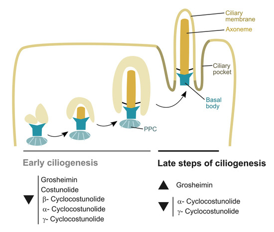 Effects of Sesquiterpene Lactones on Primary Cilia Formation (Ciliogenesis)