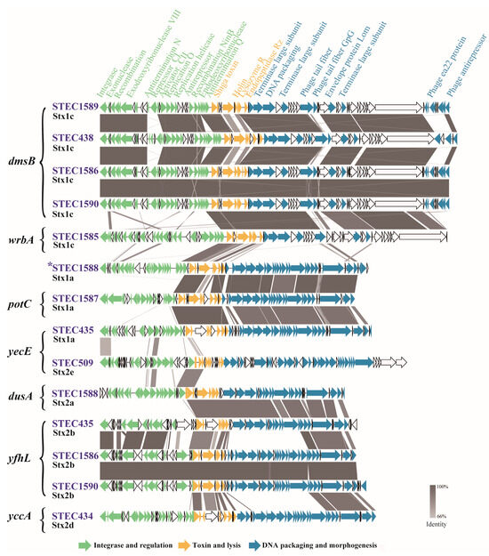 Toxins | Free Full-Text | Characteristics of Shiga Toxin-Producing Escherichia coli Circulating ...