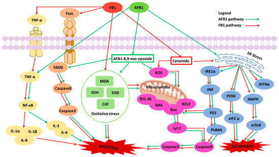 Toxins Free Full Text Current Knowledge Of Individual And Combined