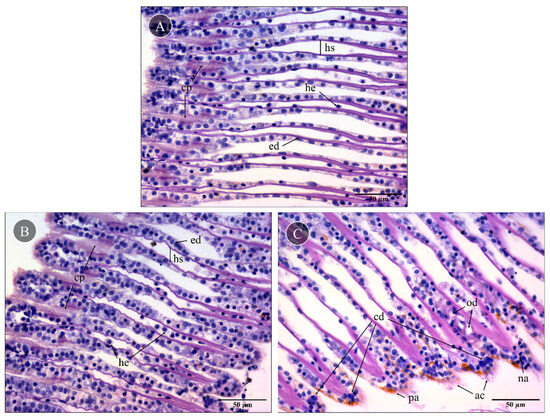 An Exploration of Novel Bioactives from the Venomous Marine Annelid ...