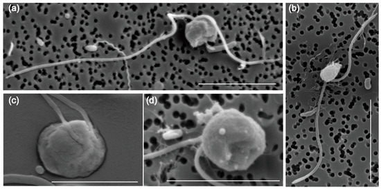 Characterizing the Influence of a Heterotrophic Bicosoecid Flagellate ...