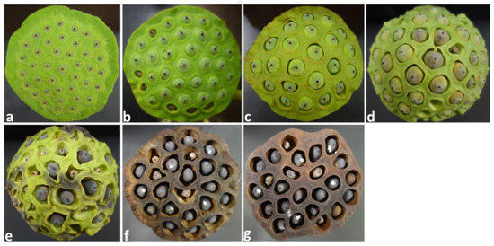 Evaluation of the Susceptibility of Lotus Seeds (Nelumbo nucifera ...