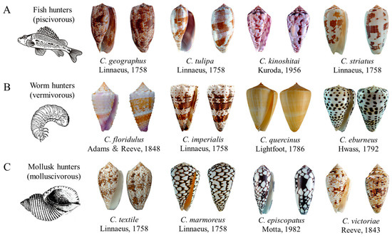 Diversity and Evolutionary Analysis of Venom Insulin Derived from Cone Snails