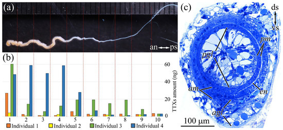 Tetrodotoxin and Its Analogues (TTXs) in the Food-Capture and Defense ...