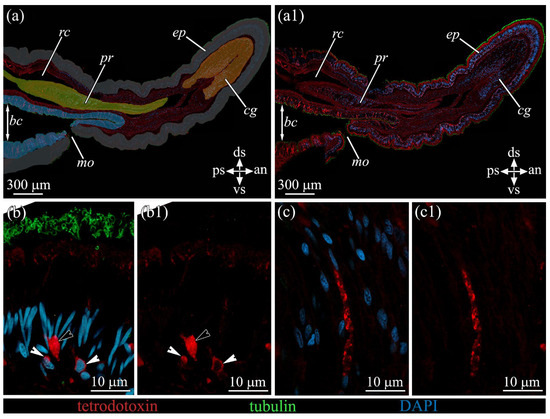 Tetrodotoxin and Its Analogues (TTXs) in the Food-Capture and Defense ...