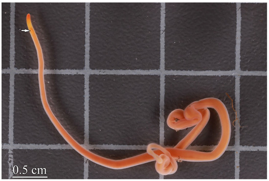 Tetrodotoxin and Its Analogues (TTXs) in the Food-Capture and Defense ...