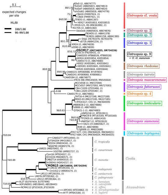 Molecular Phylogeny, Morphology, Growth and Toxicity of Three Benthic ...