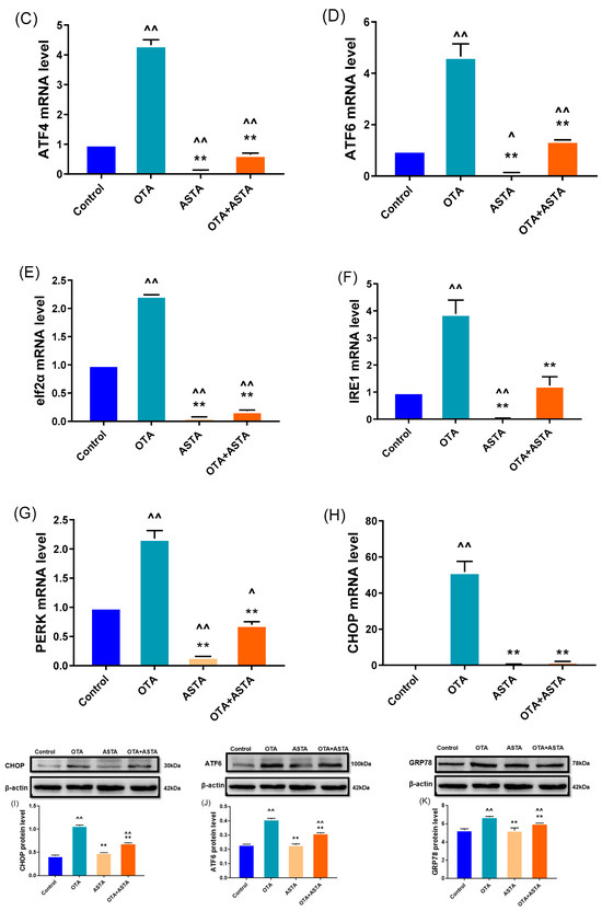 Protective Effects of Astaxanthin on Ochratoxin A-Induced Liver Injury: Effects of Endoplasmic ...