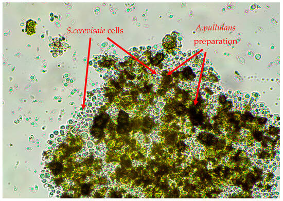 Adsorption of Zearalenone by Aureobasidium pullulans Autolyzed Biomass ...