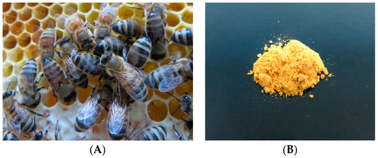 Bee Venom: Composition and Anticancer Properties