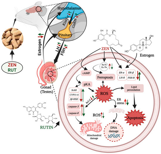 Alleviative Effect of Rutin on Zearalenone-Induced Reproductive ...
