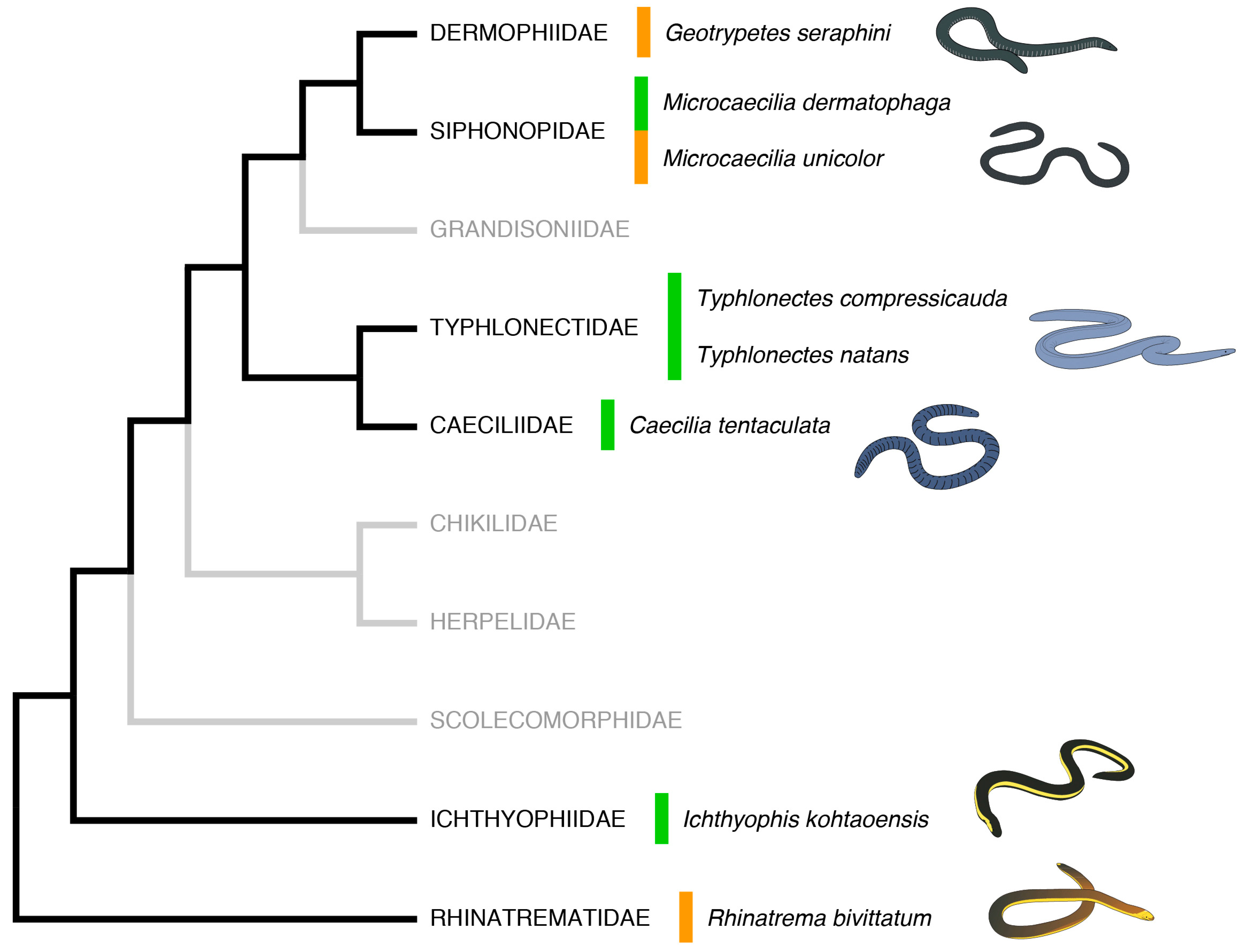 Diversity and Molecular Evolution of Antimicrobial Peptides in ...