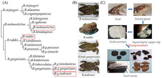 Comprehensive Analysis of Bufadienolide and Protein Profiles of Gland ...