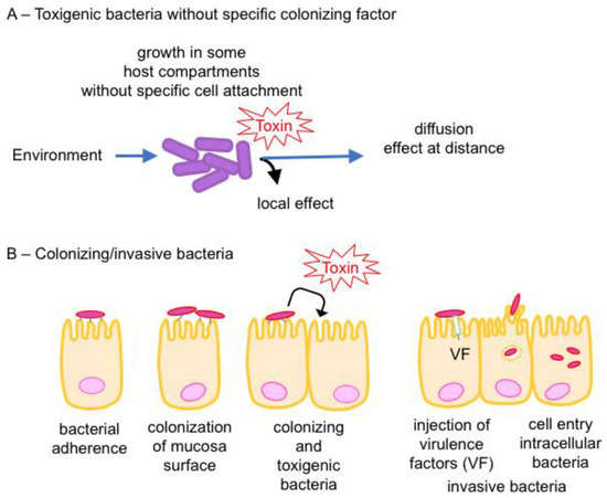Toxins | Free Full-Text | Overview of Bacterial Protein Toxins from ...