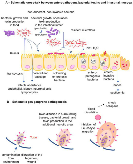 Toxins | Free Full-Text | Overview of Bacterial Protein Toxins from ...