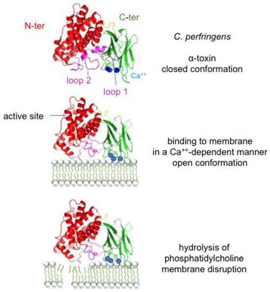 Toxins | Free Full-Text | Overview of Bacterial Protein Toxins from ...