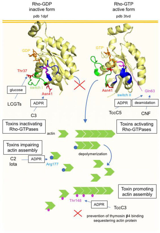 Toxins | Free Full-Text | Overview of Bacterial Protein Toxins from ...