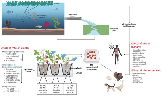 Toxins | Free Full-Text | Microcystin Contamination in Irrigation Water and Health Risk