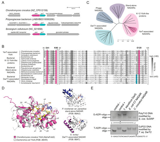 Specificity of DNA ADP-Ribosylation Reversal by NADARs