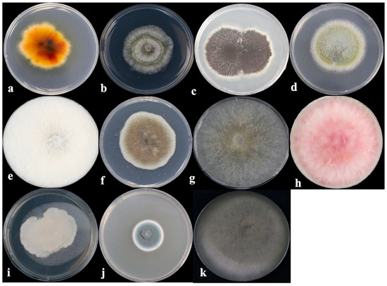 Quantitative Analysis of Fungal Contamination of Different Herbal ...