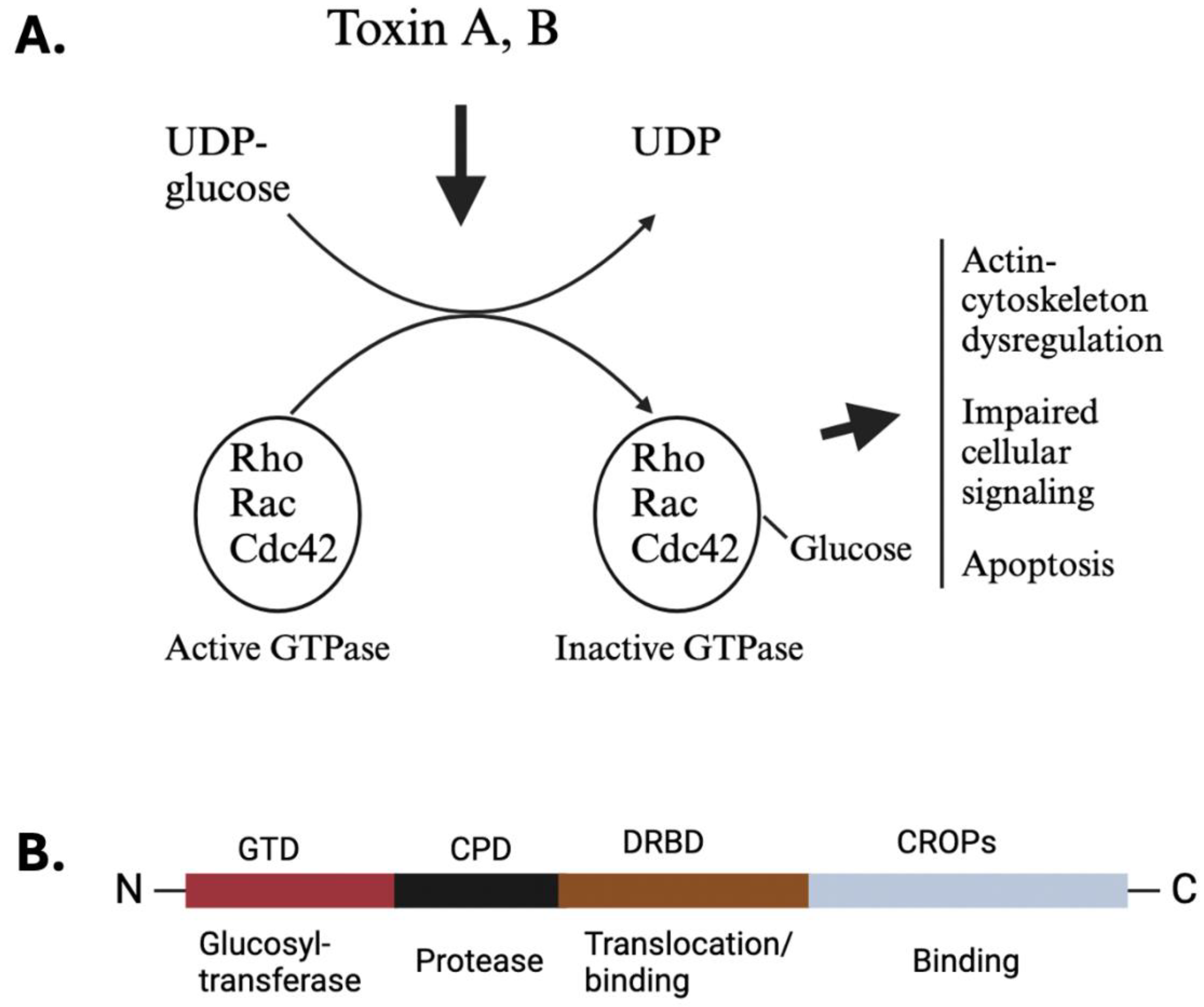 Clostridioides difficile Toxins: Host Cell Interactions and Their Role in Disease Pathogenesis