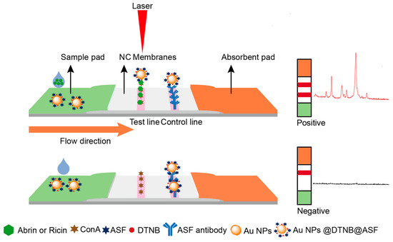 Toxins | Free Full-Text | A Glycoprotein-Based Surface-Enhanced Raman ...