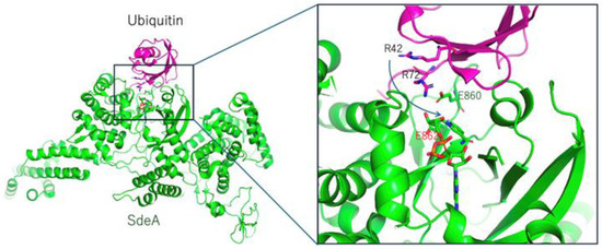 General ADP-Ribosylation Mechanism Based on the Structure of ADP ...