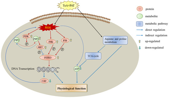 Metabolome and Its Mechanism Profiling in the Synergistic Toxic Effects ...