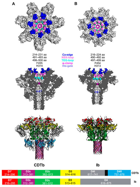 Structural and Functional Insights into the Delivery Systems of ...