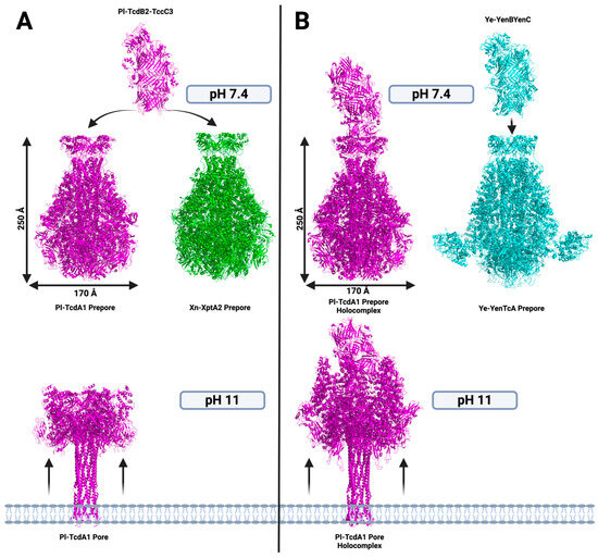 Host Tropism and Structural Biology of ABC Toxin Complexes