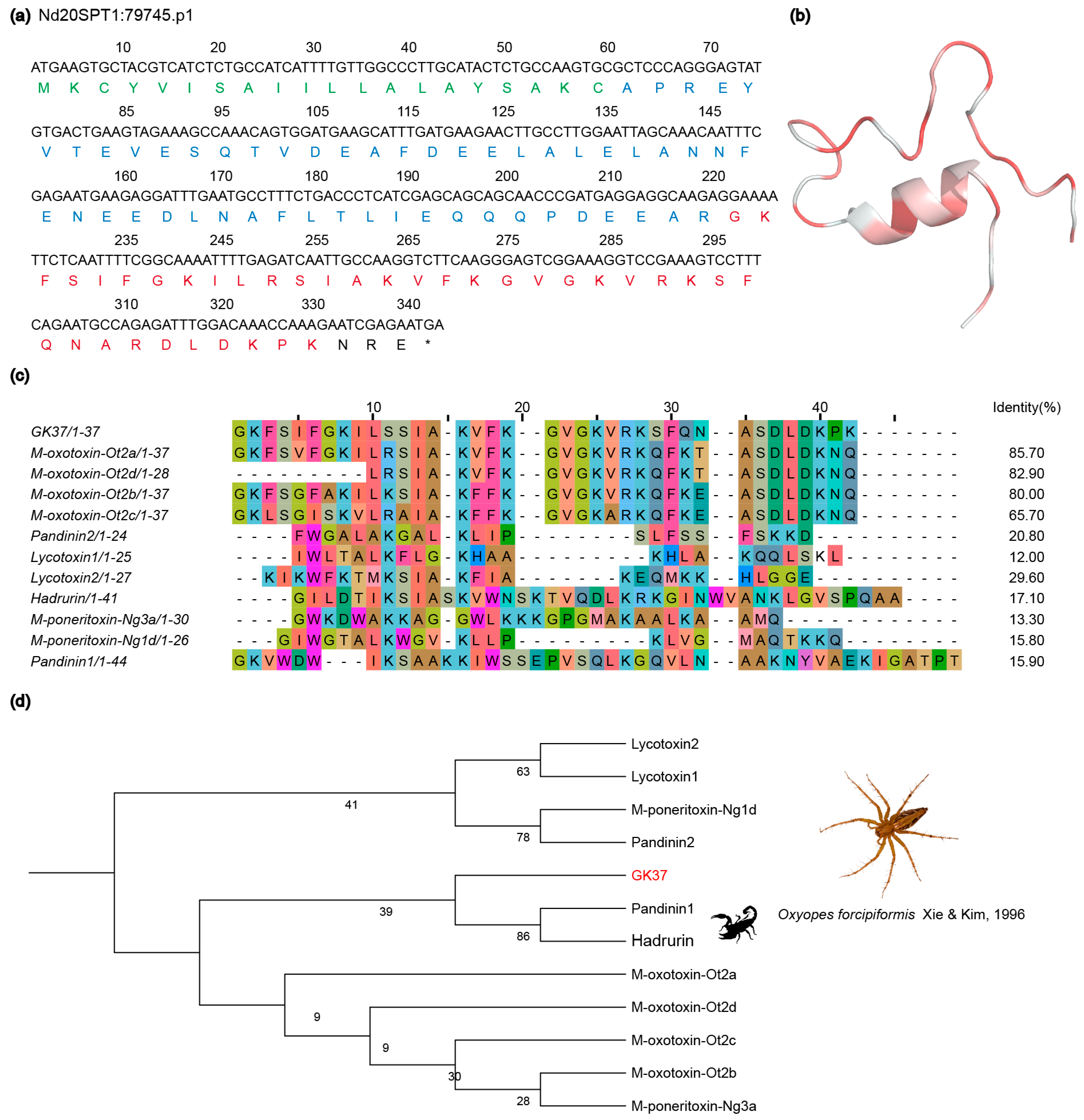 Peptide Toxin Diversity and a Novel Antimicrobial Peptide from the Spider Oxyopes forcipiformis