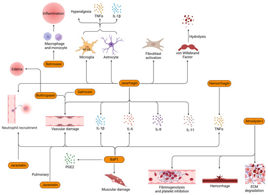 The Role of Snake Venom Proteins in Inducing Inflammation Post ...
