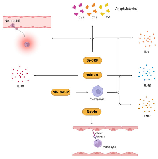 The Role of Snake Venom Proteins in Inducing Inflammation Post ...