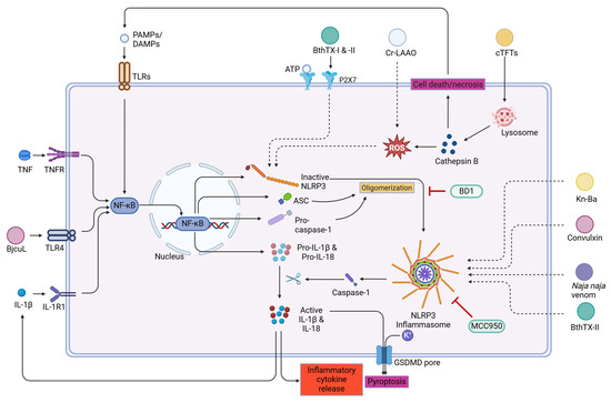 The Role of Snake Venom Proteins in Inducing Inflammation Post ...