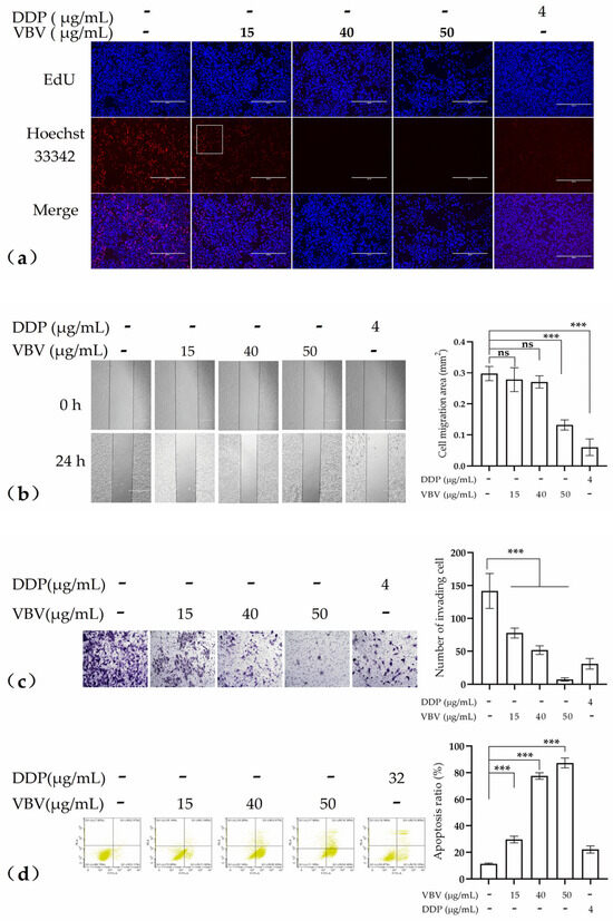 Anti-Tumor Effects of Vespa bicolor Venom on Liver Cancer: In Vitro and ...