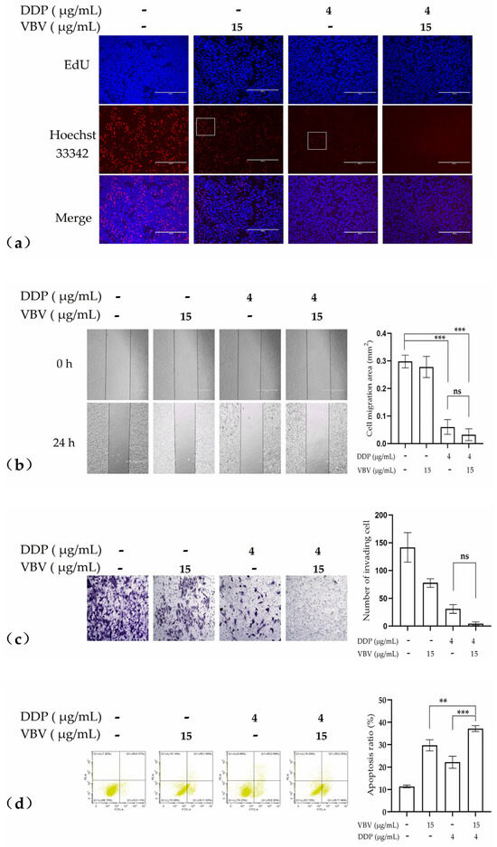 Anti-Tumor Effects of Vespa bicolor Venom on Liver Cancer: In Vitro and ...