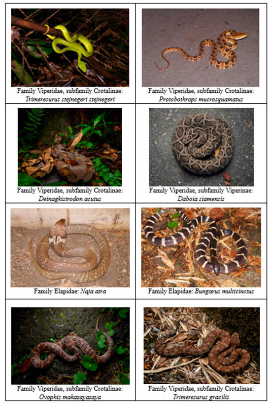 Clinical Characteristics of Snakebite Envenomings in Taiwan
