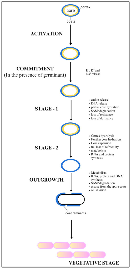 Anthrax: Transmission, Pathogenesis, Prevention and Treatment