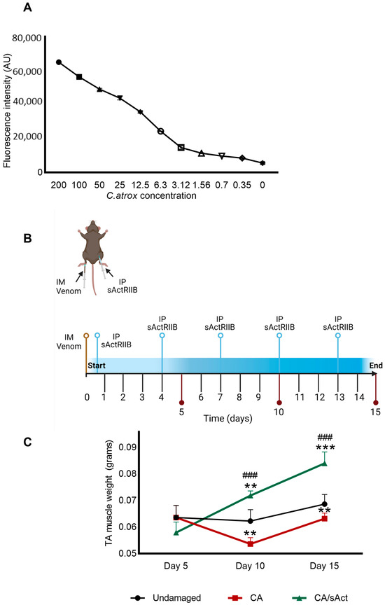 Soluble Activin Receptor Type IIB Improves Muscle Regeneration ...