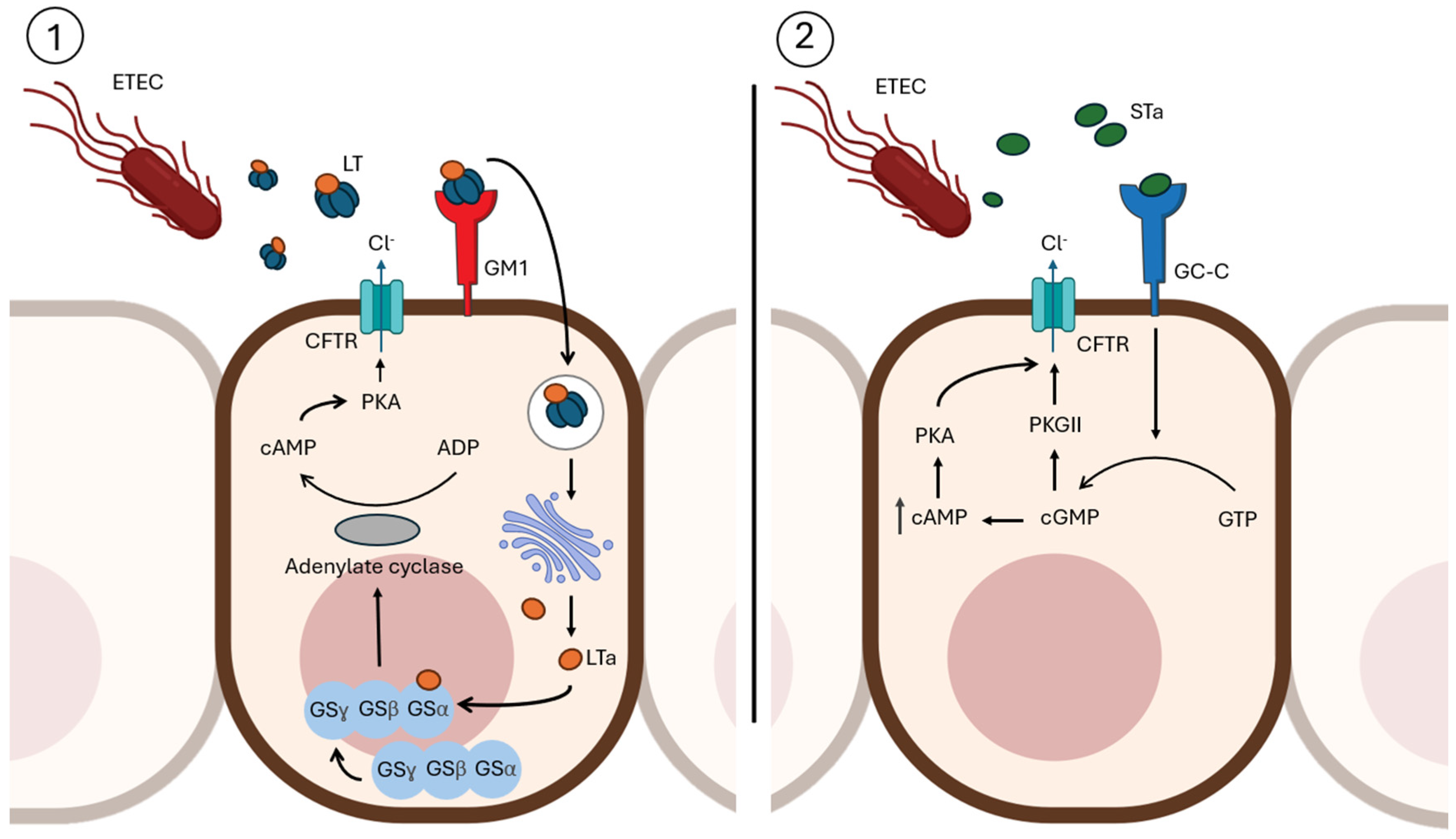 Targeting Enterotoxins: Advancing Vaccine Development for ...