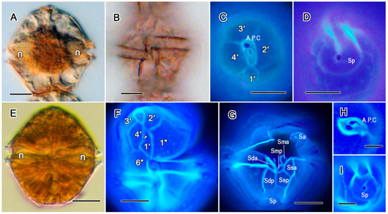 Phylogenetic and Autecology Characteristics of Five Potentially Harmful ...