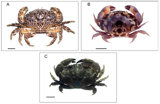 Toxin Accumulation, Distribution, and Sources of Toxic Xanthid Crabs
