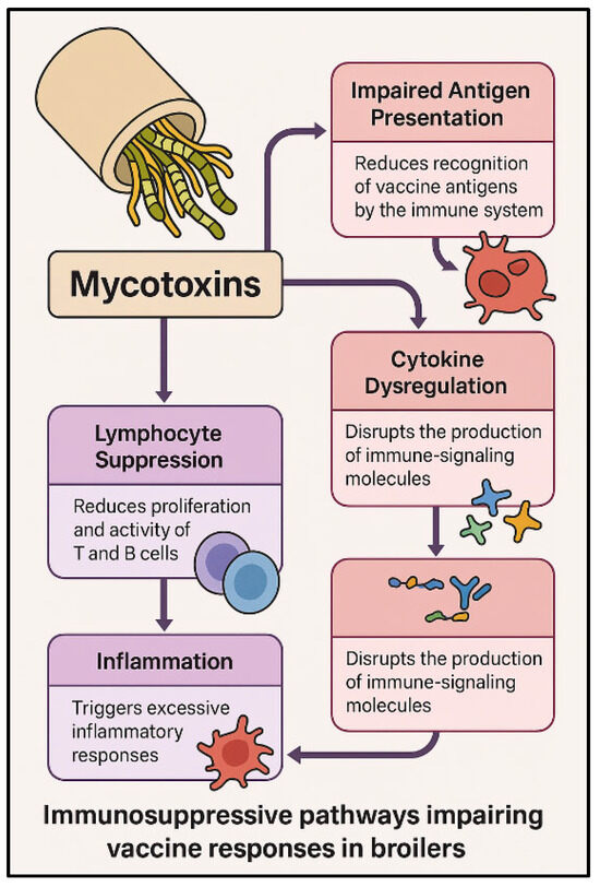Mycotoxins in Broiler Production: Impacts on Growth, Immunity, Vaccine ...