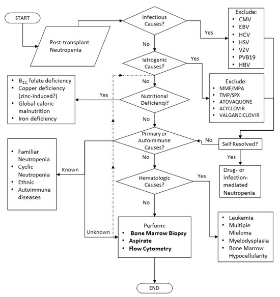 Persistent Neutropenia after ABOi Kidney Transplantation: A Case Report