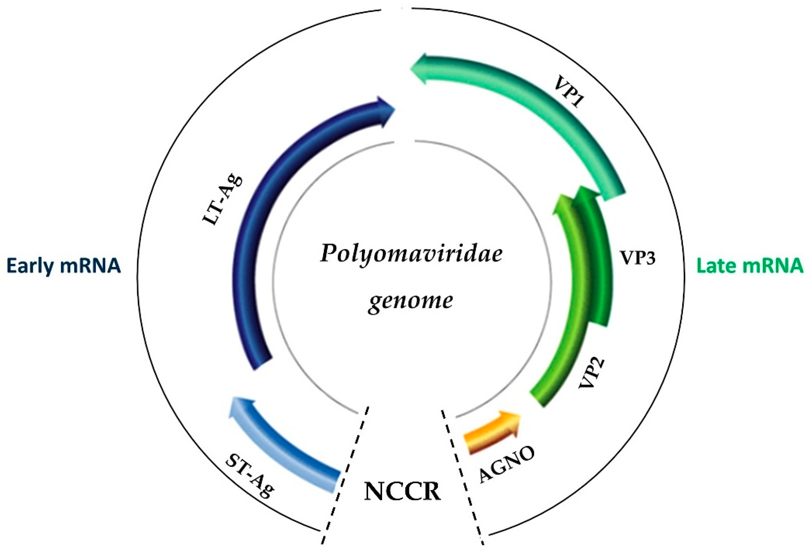 Innate Immunity Response to BK Virus Infection in Polyomavirus-Associated Nephropathy in Kidney ...